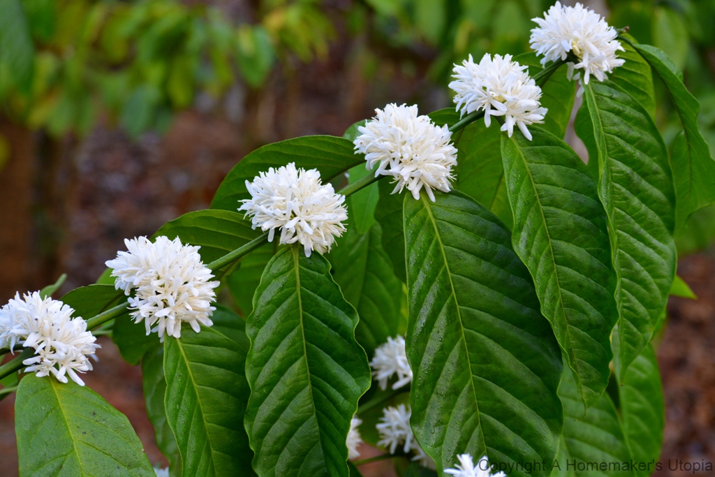 A Homemaker's Utopia..: Coffee Flowers - Wayanad,Kerala
