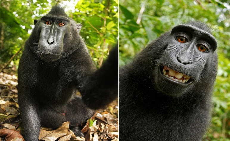 Diary of a Lazy Mom: My own little monkey?