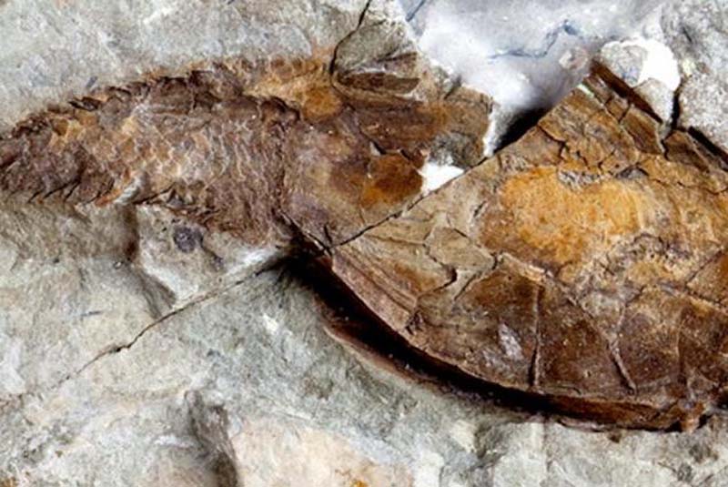 Ancient fish fossils reveal origin of the vertebrate skeleton