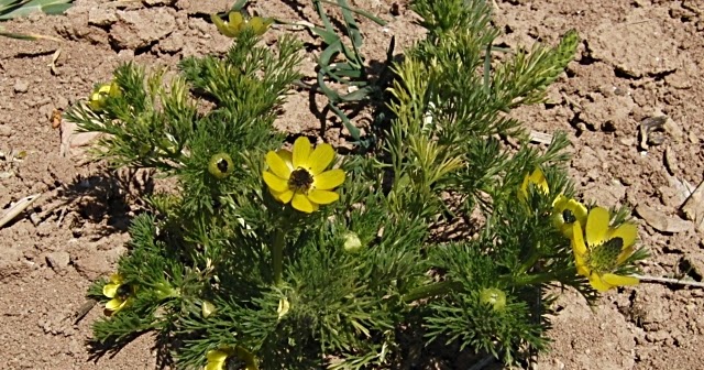 VILLENATURA: Adonis microcarpa