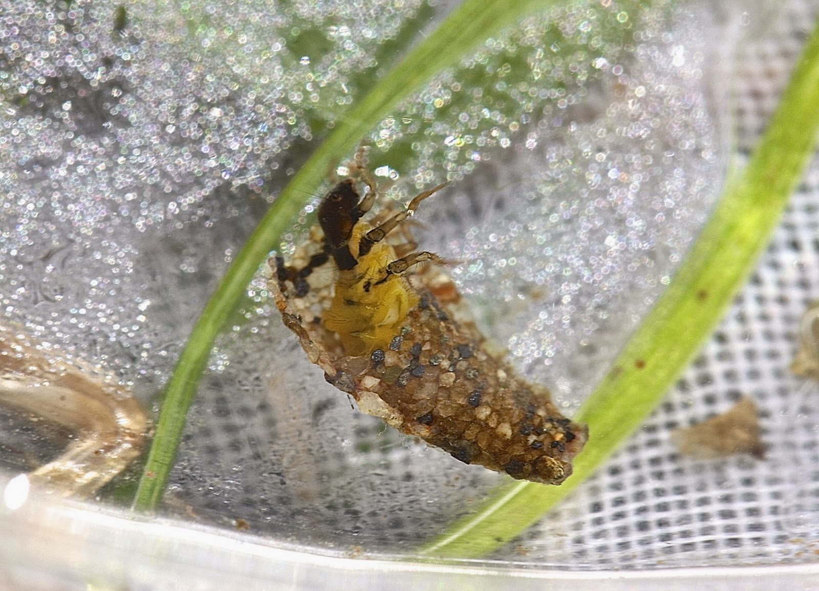 Aquatic Insects of Central Virginia: Case-makers we commonly see in the ...
