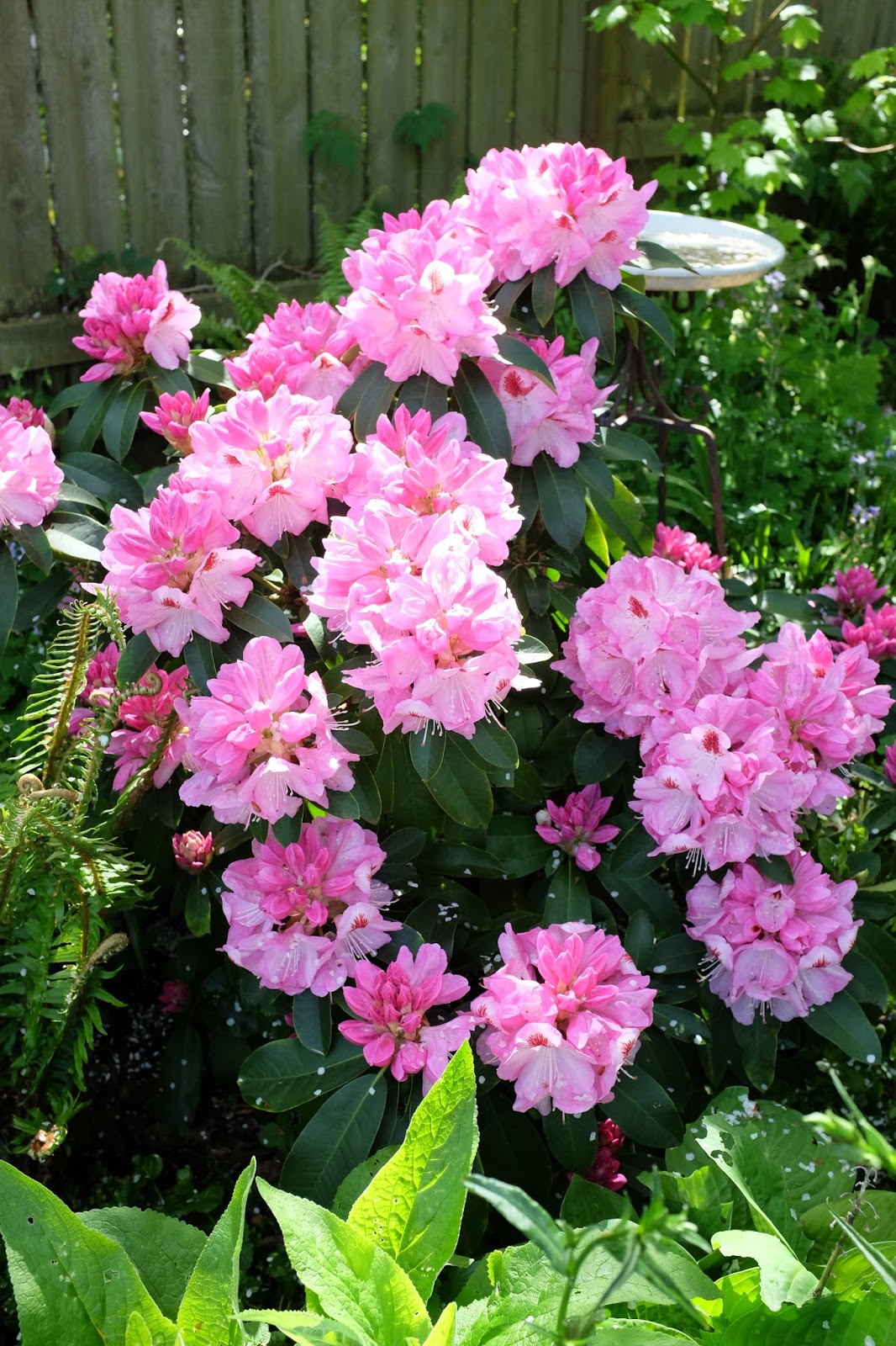 Megan Seagren's Journal: Planting a New Pacific Northwest Shade Garden