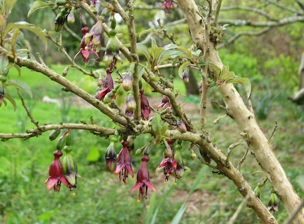 Trees Planet: Fuchsia excorticata – Tree Fuchsia