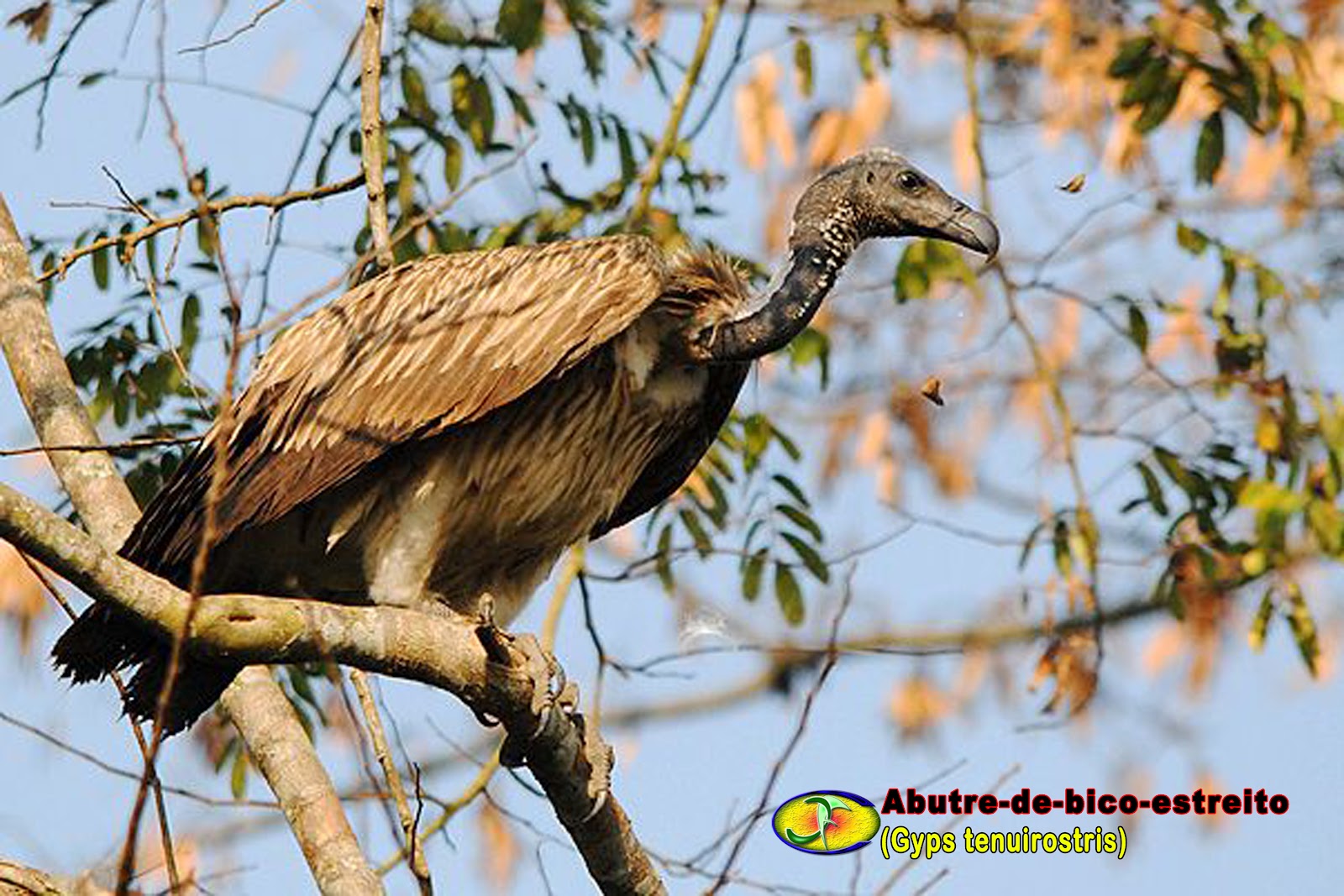 ORNITOLOGIA: Abutre-de-bico-estreito (Gyps tenuirostris)