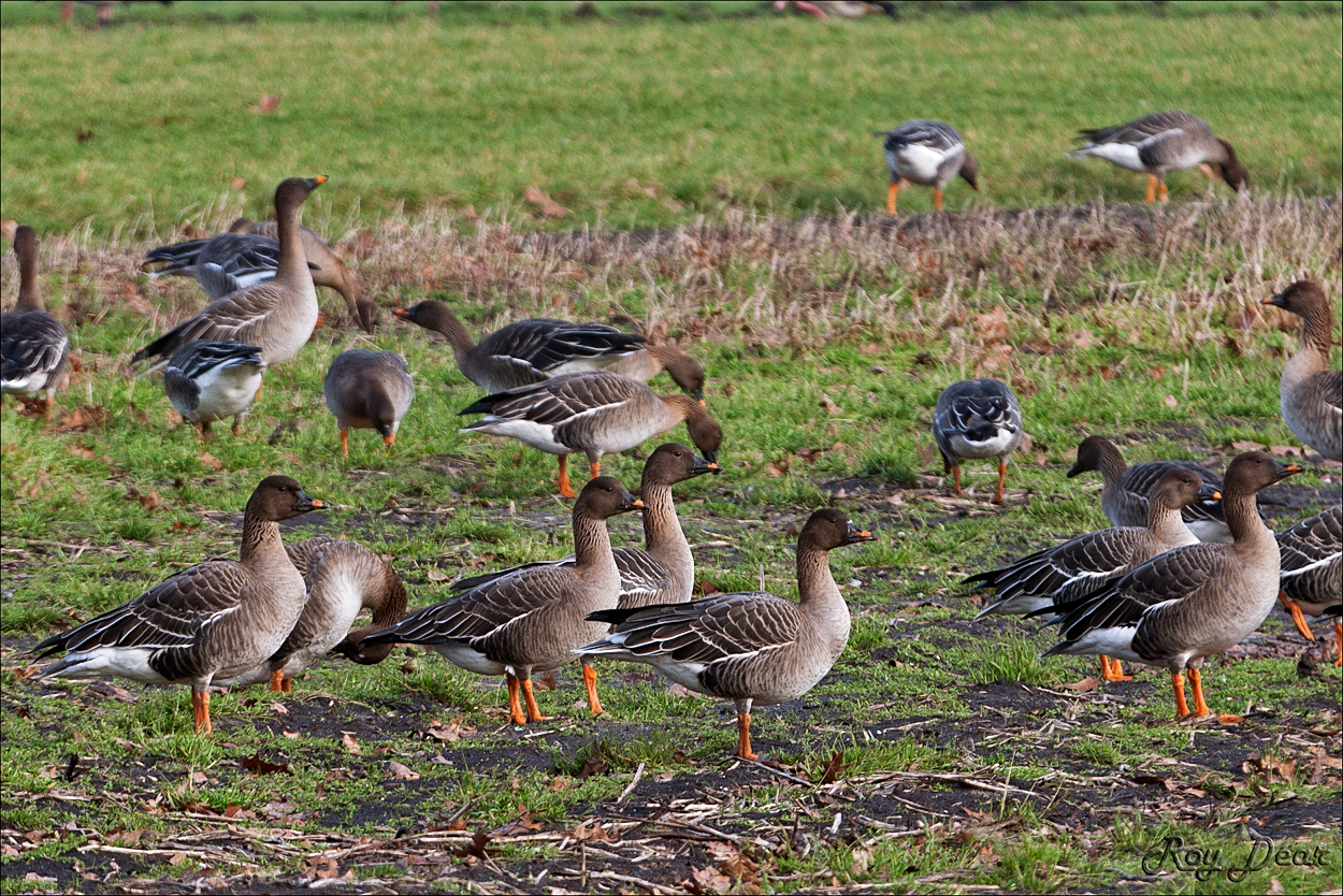 Foto's: Toendra Rietgans