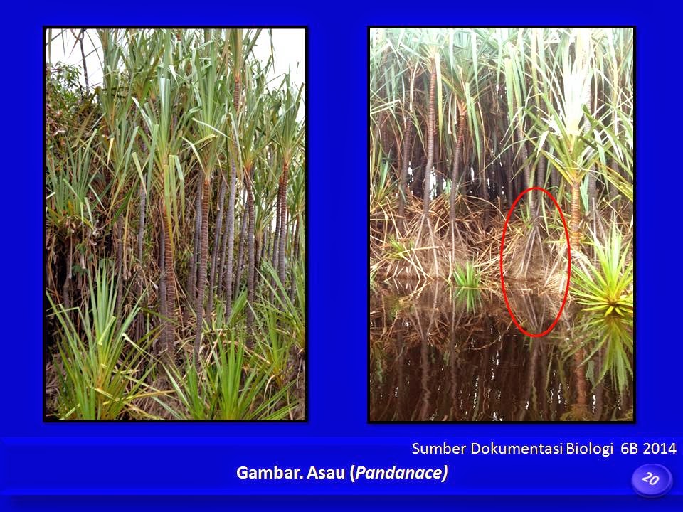 Ekositem Rawa Air Tawar: EKOSISTEM RAWA AIR TAWAR.PPT