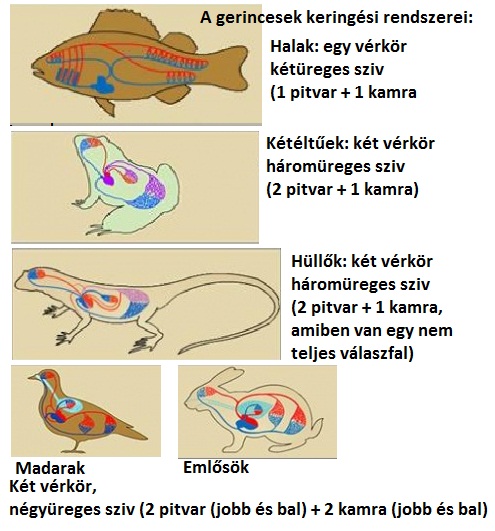 BIO-LOGIA: ANYAGSZÁLLĺTÁS AZ ÁLLATOKNÁL. NYITOTT ÉS ZÁRT KERINGÉSI ...