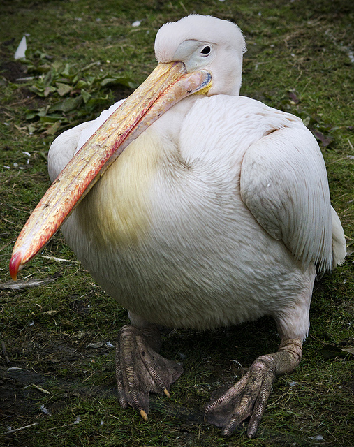 The Plural Of Hyena: Fat Birds
