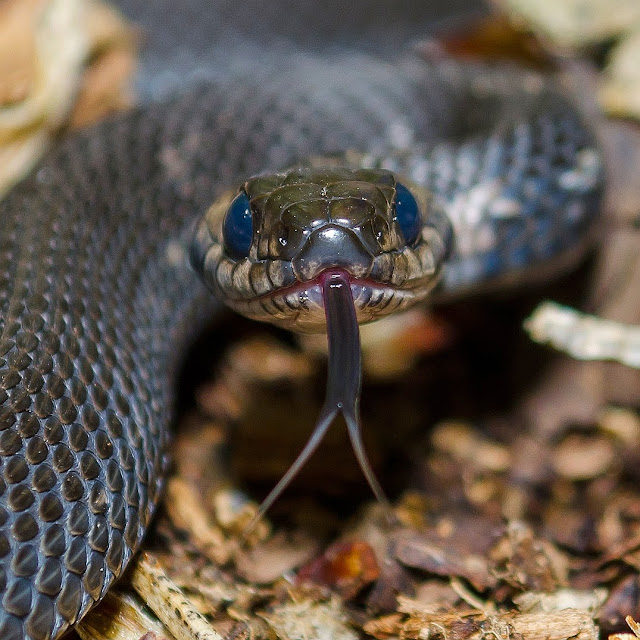 Ohio Nature : Melanistic Garter Snake