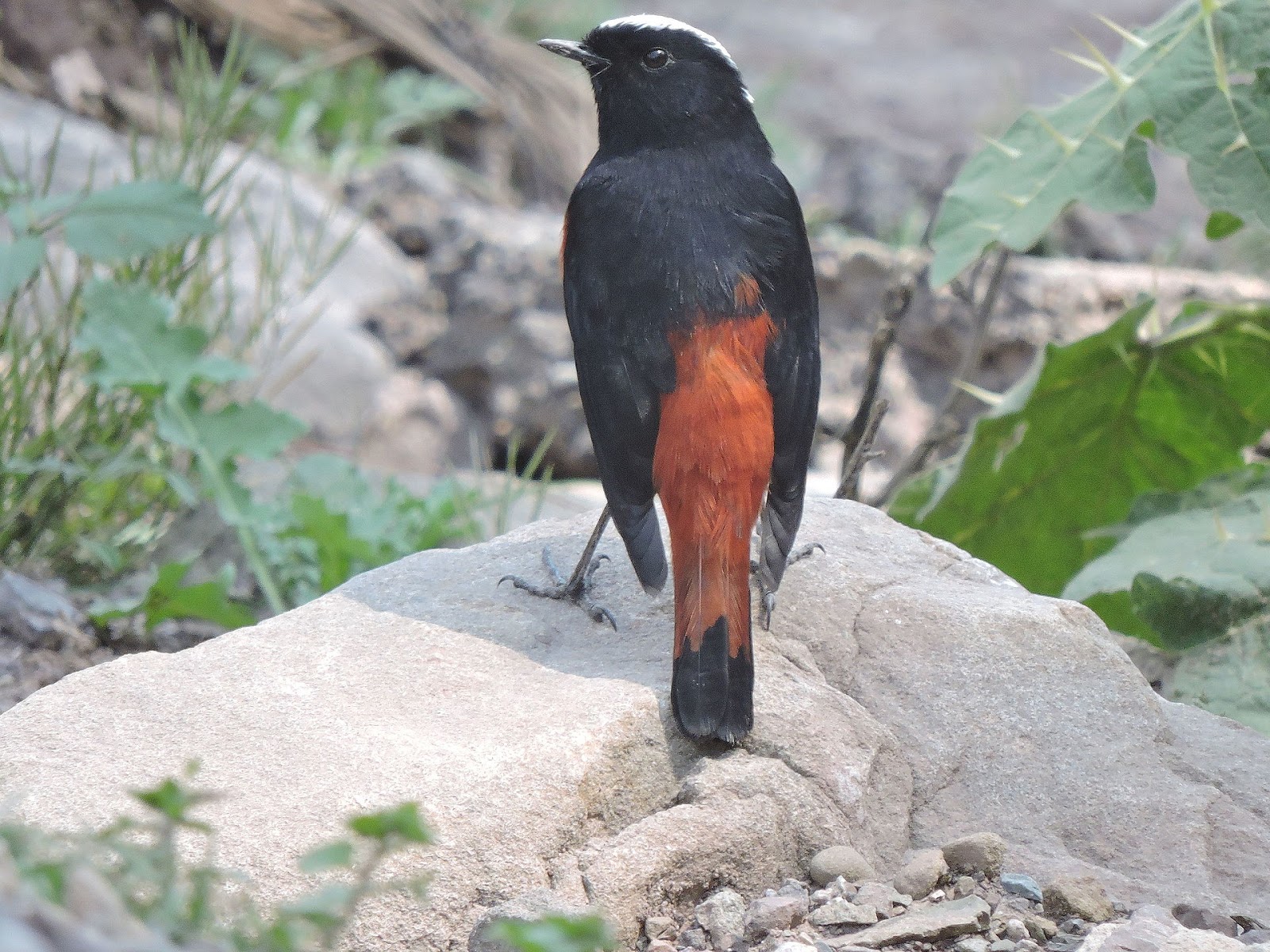 Painted Bunting Bird Club: Ici et Là dans la France Rurale