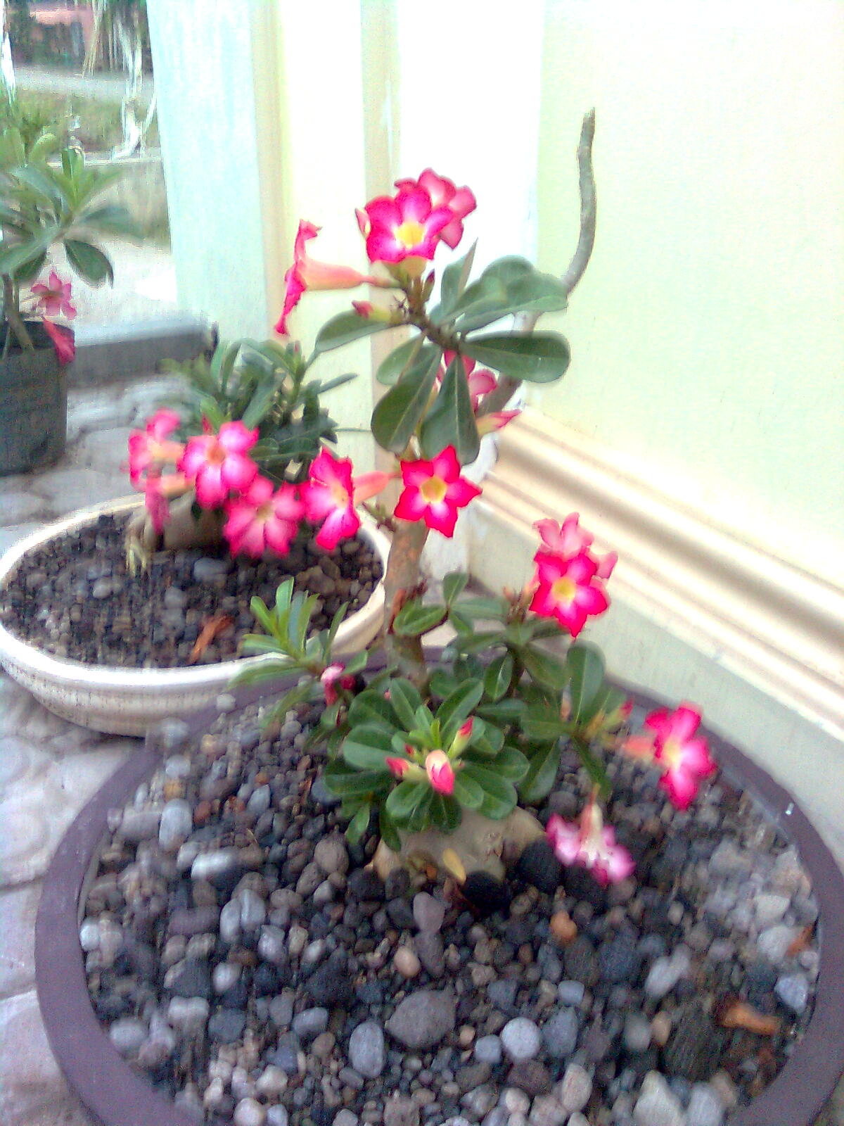 BUNGA KAMBOJA HIAS: kamboja bunga putih dan merah