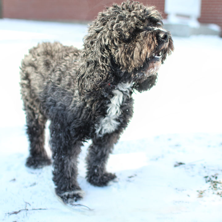 Maggie - Poodle Cocker Spaniel Mix