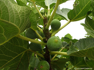 Plantas del Ecuador: Plantas del Oriente