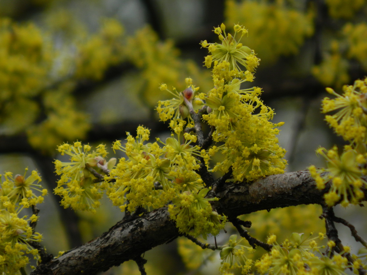 LA MULTI ANI, ROMANIA!: Pom inflorit cu flori galbene