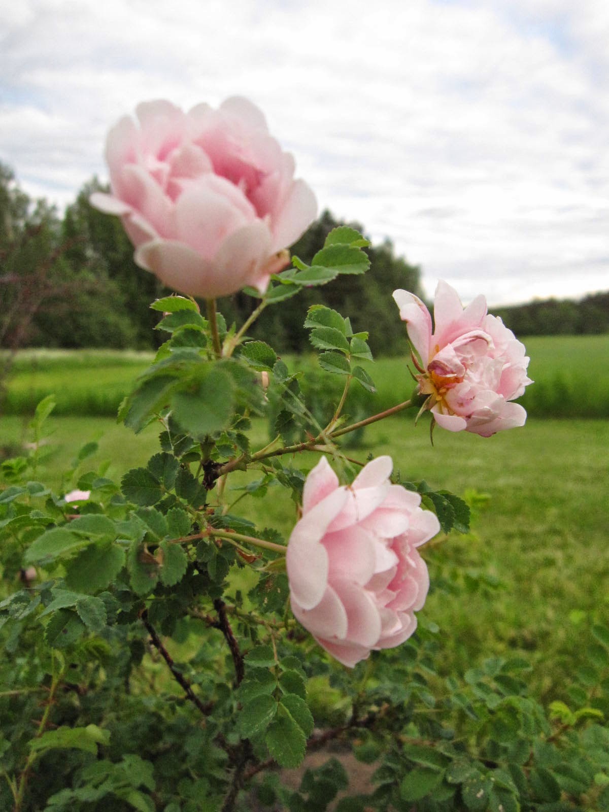 Päivänpesän elämää: Uusi ruusu