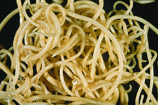 Parasitismo: LOS TRES TIPOS DE PARÁSITOS MÁS FRECUENTES EN NIÑOS