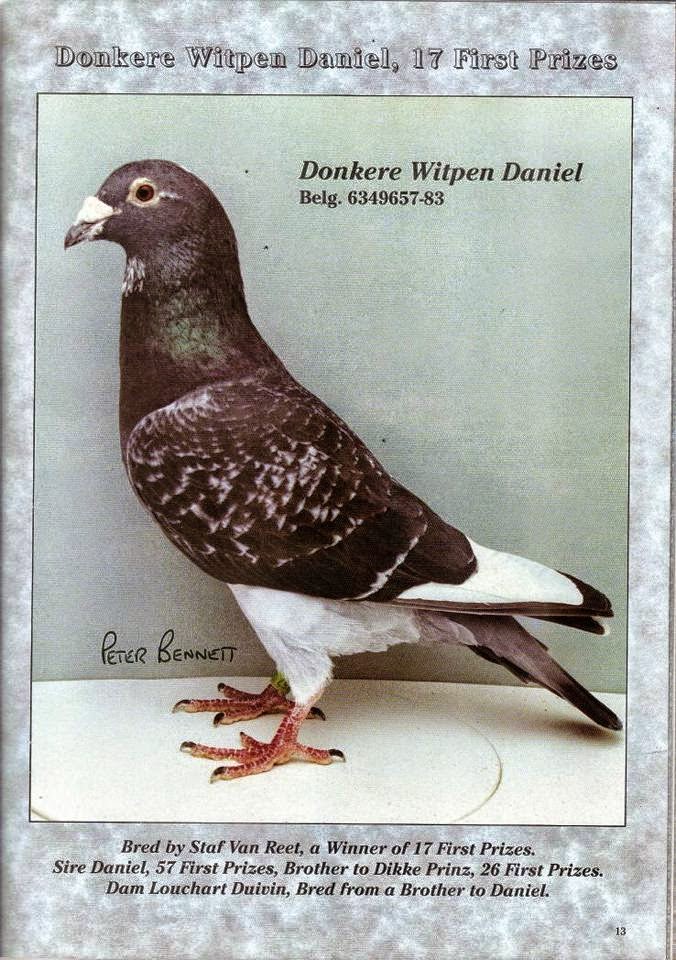 nieripigeons USA racing pigeons: Staf Van Reet uno de los mejores sin duda