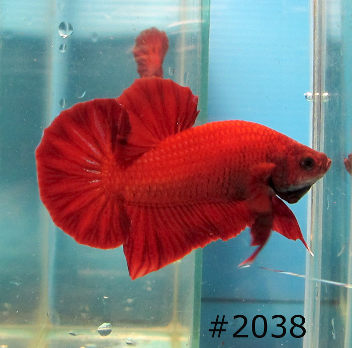 BettaLover Farm: HMPK Super Red : RM146/Pair