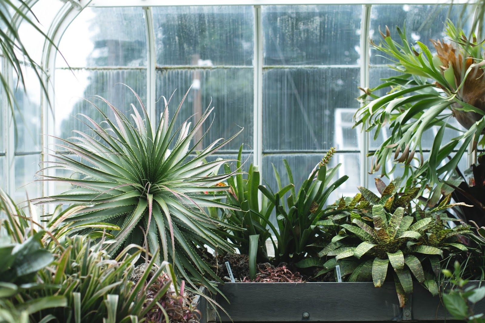 Lattes & Layers: Volunteer Park Conservatory in Seattle, WA