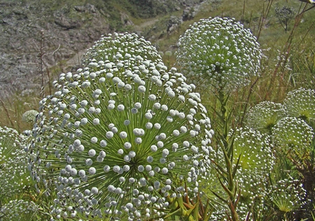 HIPERSESSÃO : A Flor Sempre-Viva