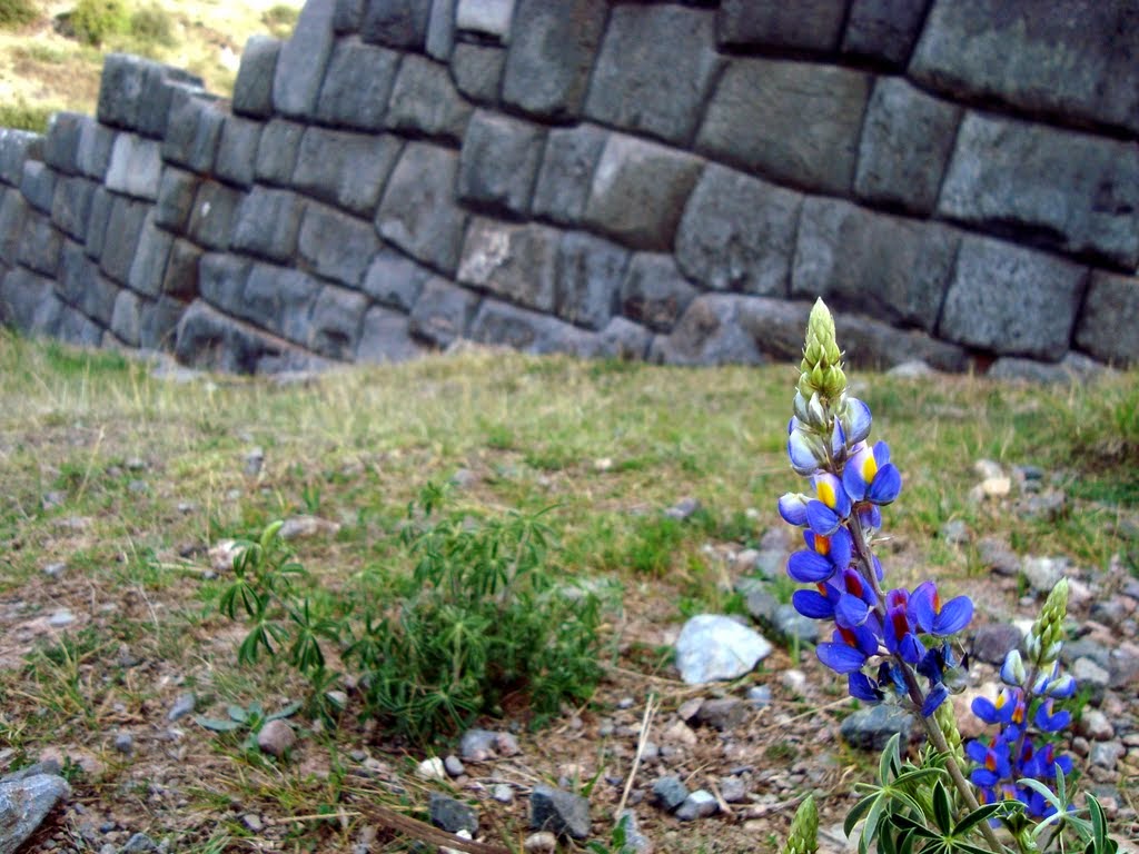 Yachay: El maravilloso Tarwi, la Cenicienta de los Andes