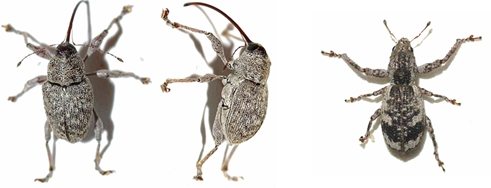 Arizona: Beetles, Bugs, Birds and more: Black Lighting in Peppersauce ...