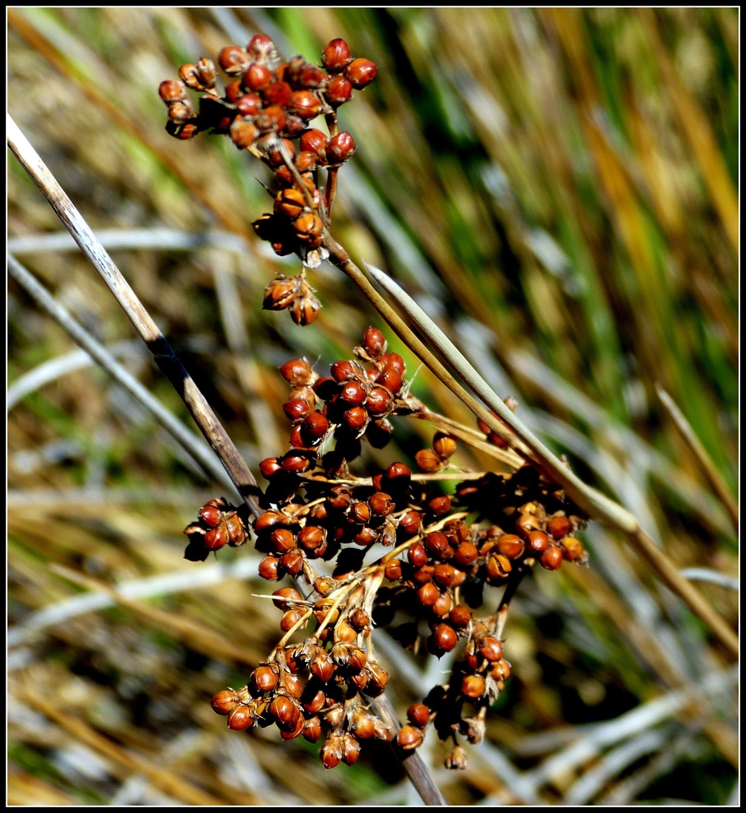 Cores em movimento: A flora da Luz