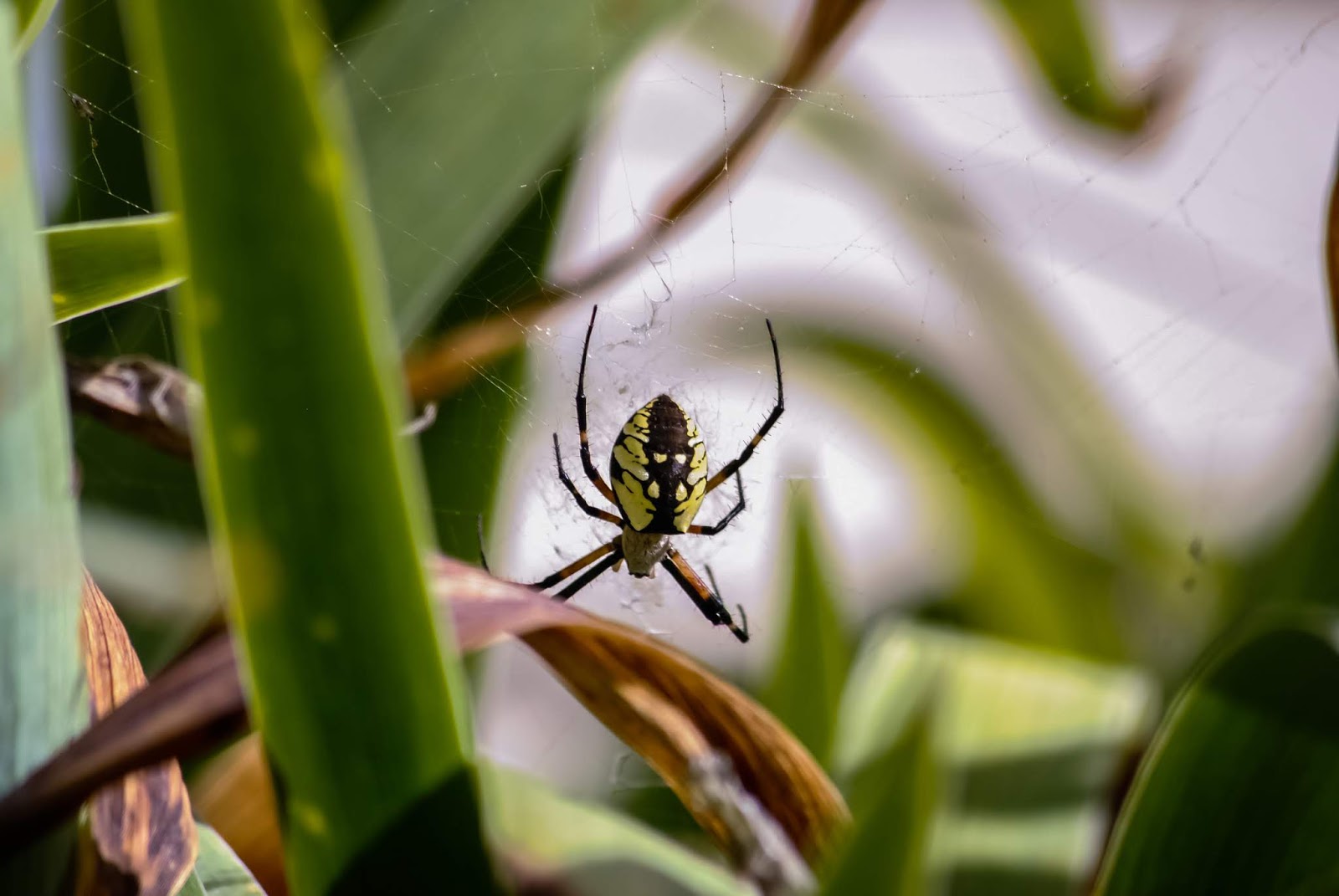 Yellow Garden Spider