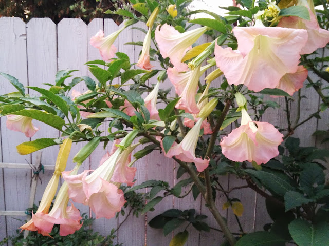 Aprille's SoCal Gardening : Pink Angel's Trumpet