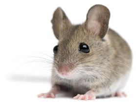 Mouse ~ Animals Images
