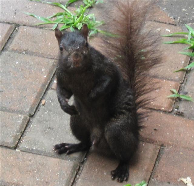 VEVERITE, RATONI and CO.: 01/06/2013 - 01/07/2013