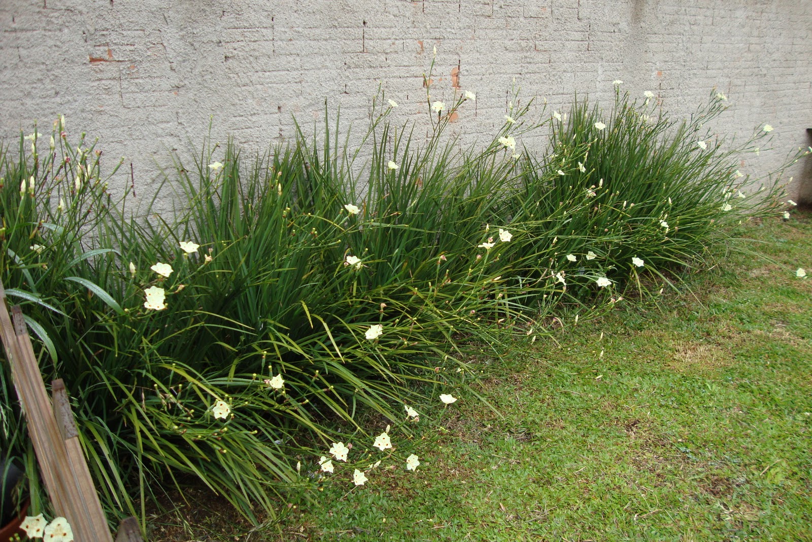 Dream Garden: Moréia Branca