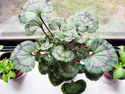 Green Jean: mini Geraniums