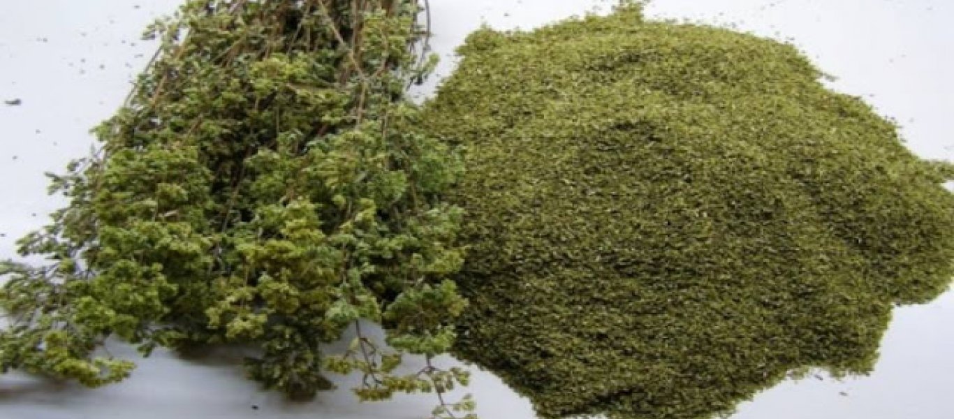 Το μυστικό που «κρύβει» η ρίγανη! - al dente life