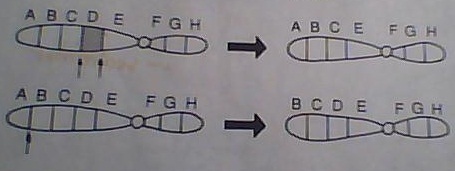 Sebab-Sebab Berubahnya Struktur Kromosom | Belajar Biologi