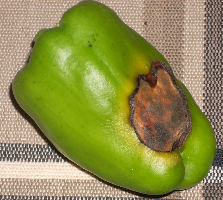 A Casa: A gardening and lifestyle blog: Sunburned Peppers: How to Keep ...