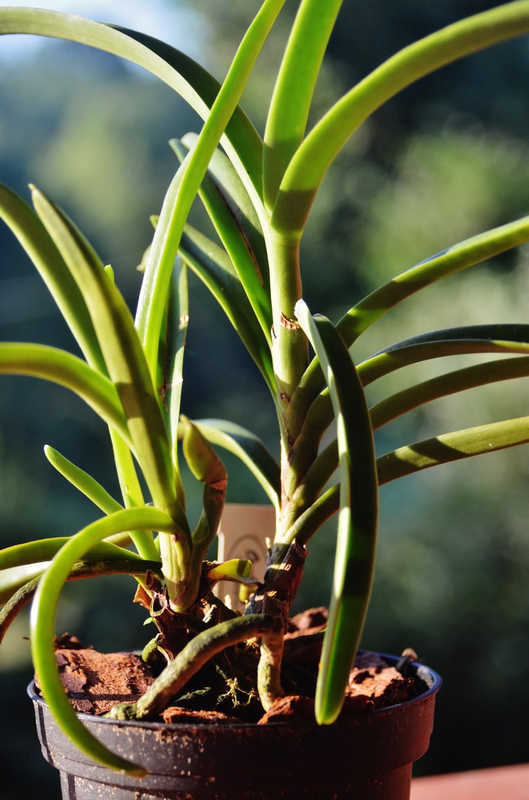 Grow and care Aerides krabiensis orchid - The Krabi Aerides | Travaldo ...