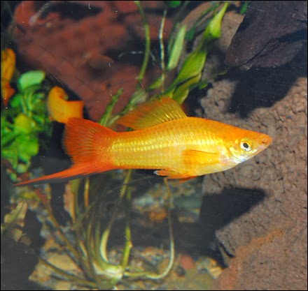 Fishaway Aquarists: Know Your Fish