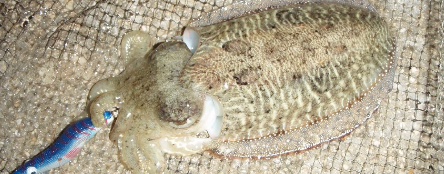 Artes de Pesca: VAMOS A PESCAR CHOCO - SEPIA O JIBIA + LA POTA VOLADORA