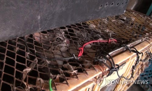 Man arrested for killing 600 live cats in boiling water