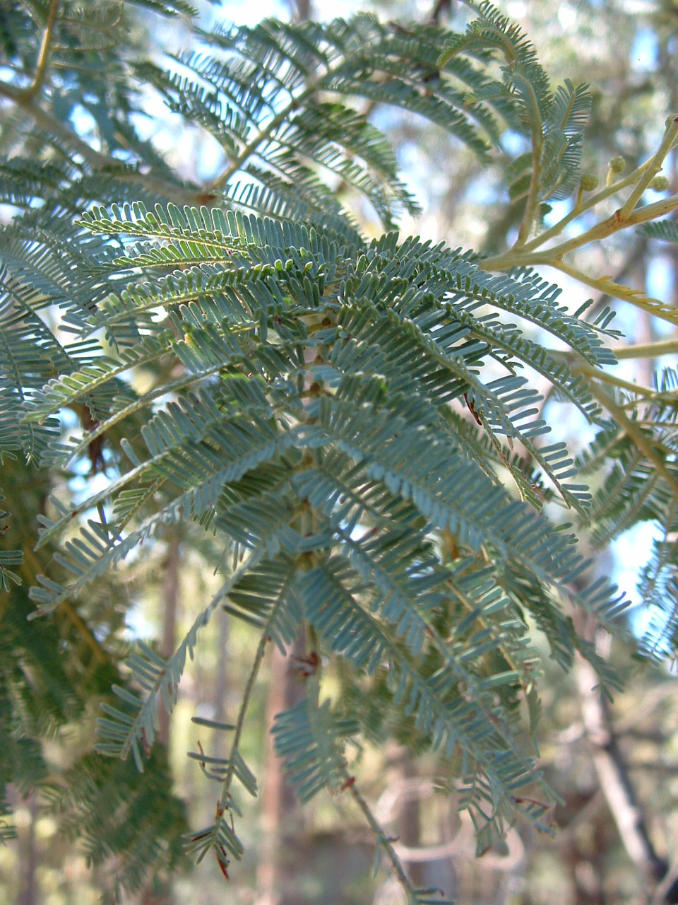 A Woodsrunner's Diary: April 2011