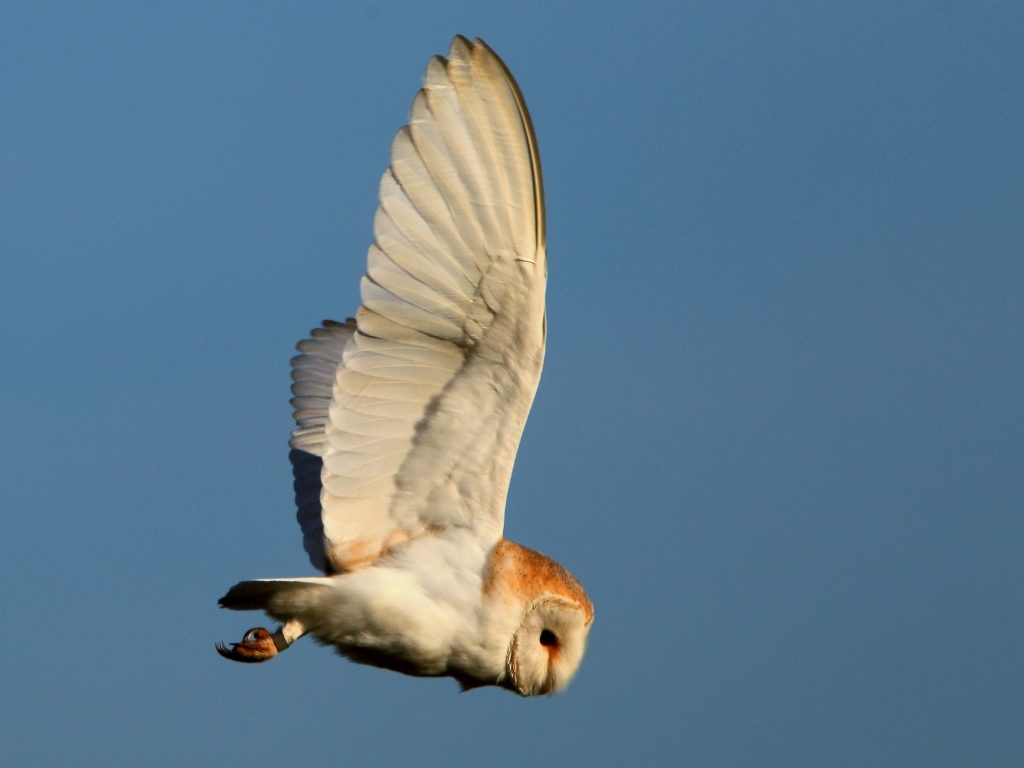 Martin Jump Wildlife Photographer: Pilling Moss Barn Owl.