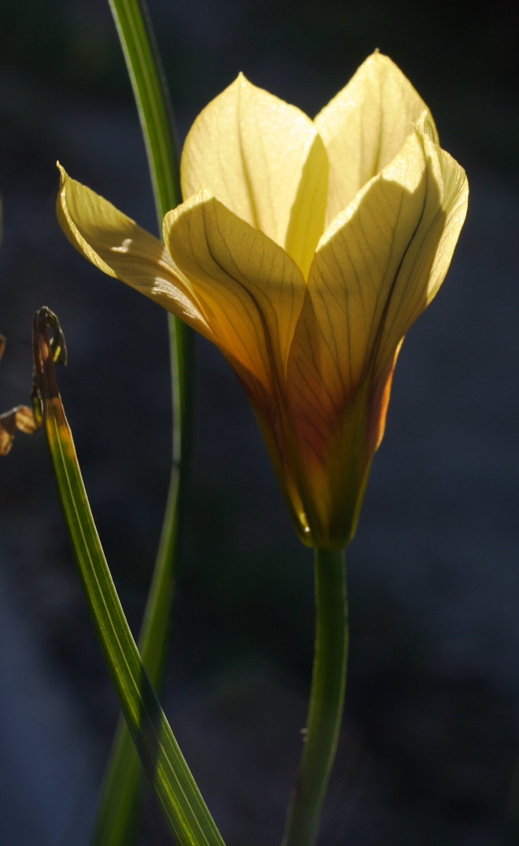 Growing Cool Plants: Moraea Hybrids Update 2012