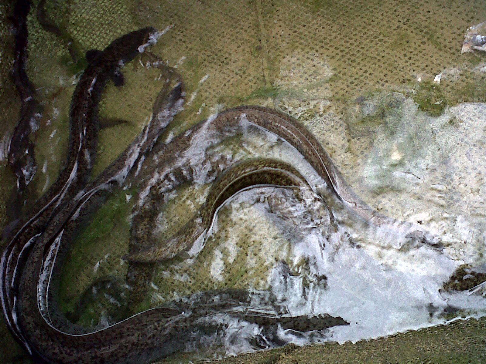 Teknik Budidaya Ikan Sidat Mudah Dan Sederhana - Nirwana Nusantara