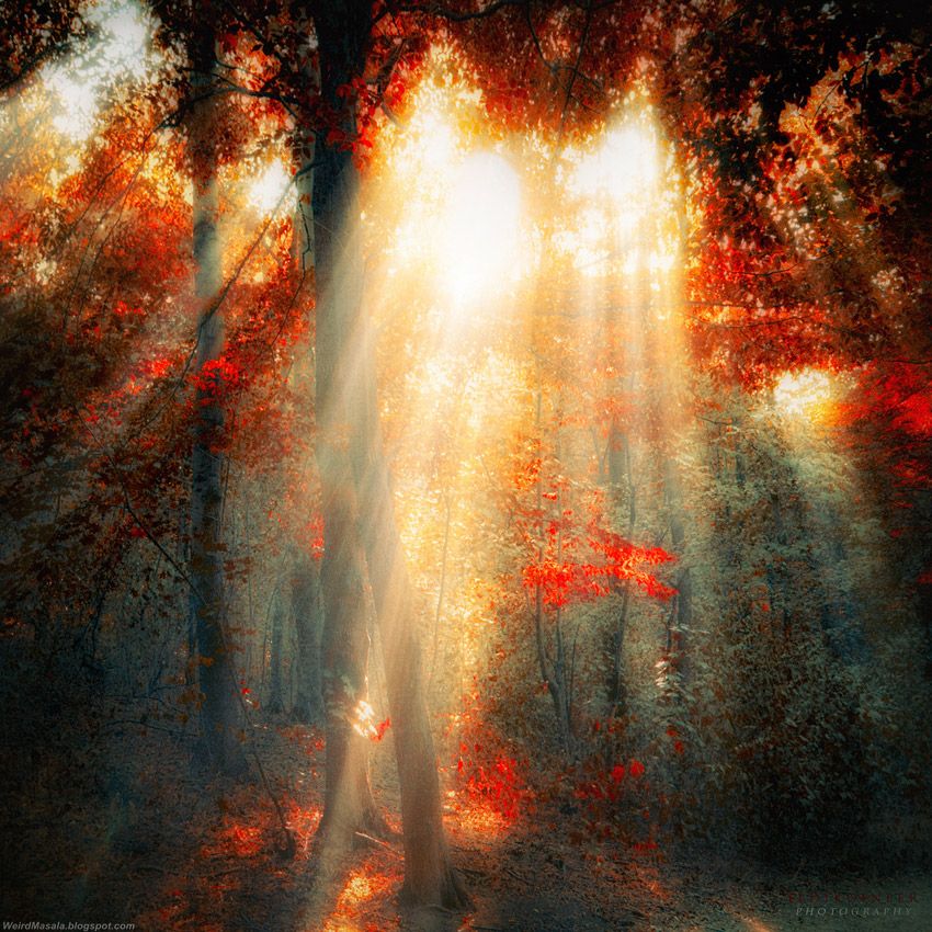 Fabulously Mysterious Photography by Ildiko Neer | Weird Things, Weird ...