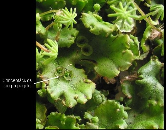 La diseminación de las semillas