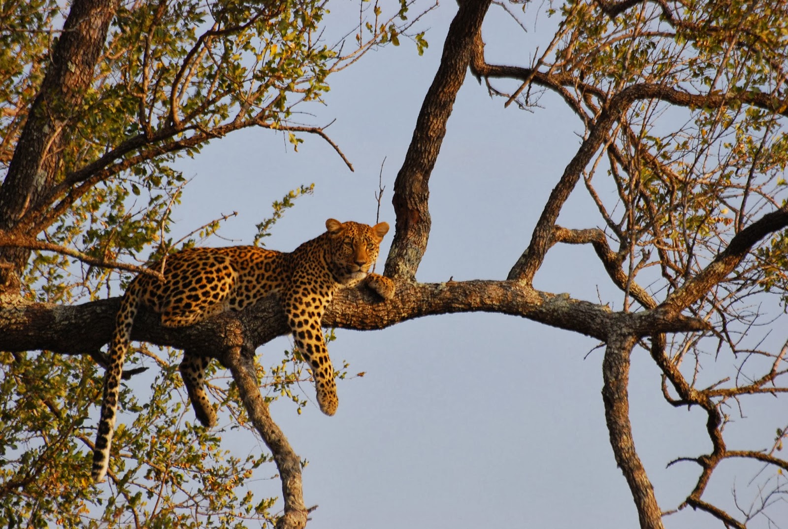 Macan Tutul Afrika | Aquascape Ikan Hias dan Tanaman Air