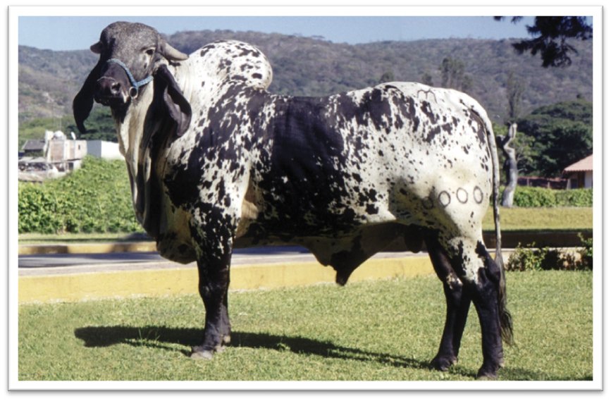 Panorama Rural, Ahora: ¿Qué sabe usted sobre la raza Sardo Negro?