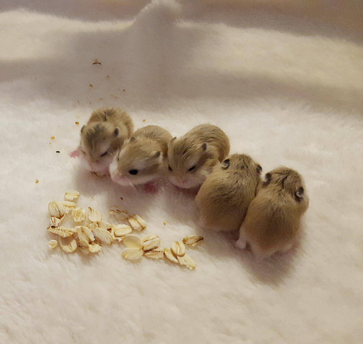 Roborovski Dwarf hamsters