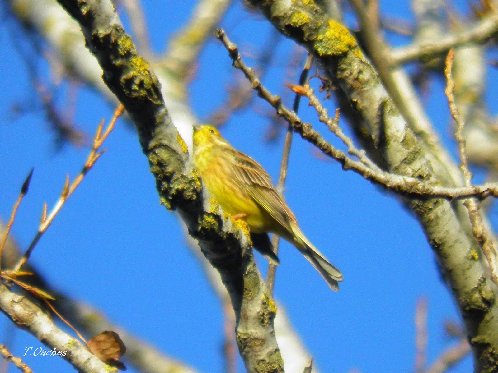 PASARI DIN ROMANIA: PRESURA GALBENA, Emberiza citrinella
